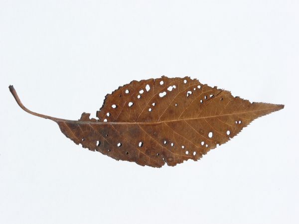 texture 0025 - Texturelib